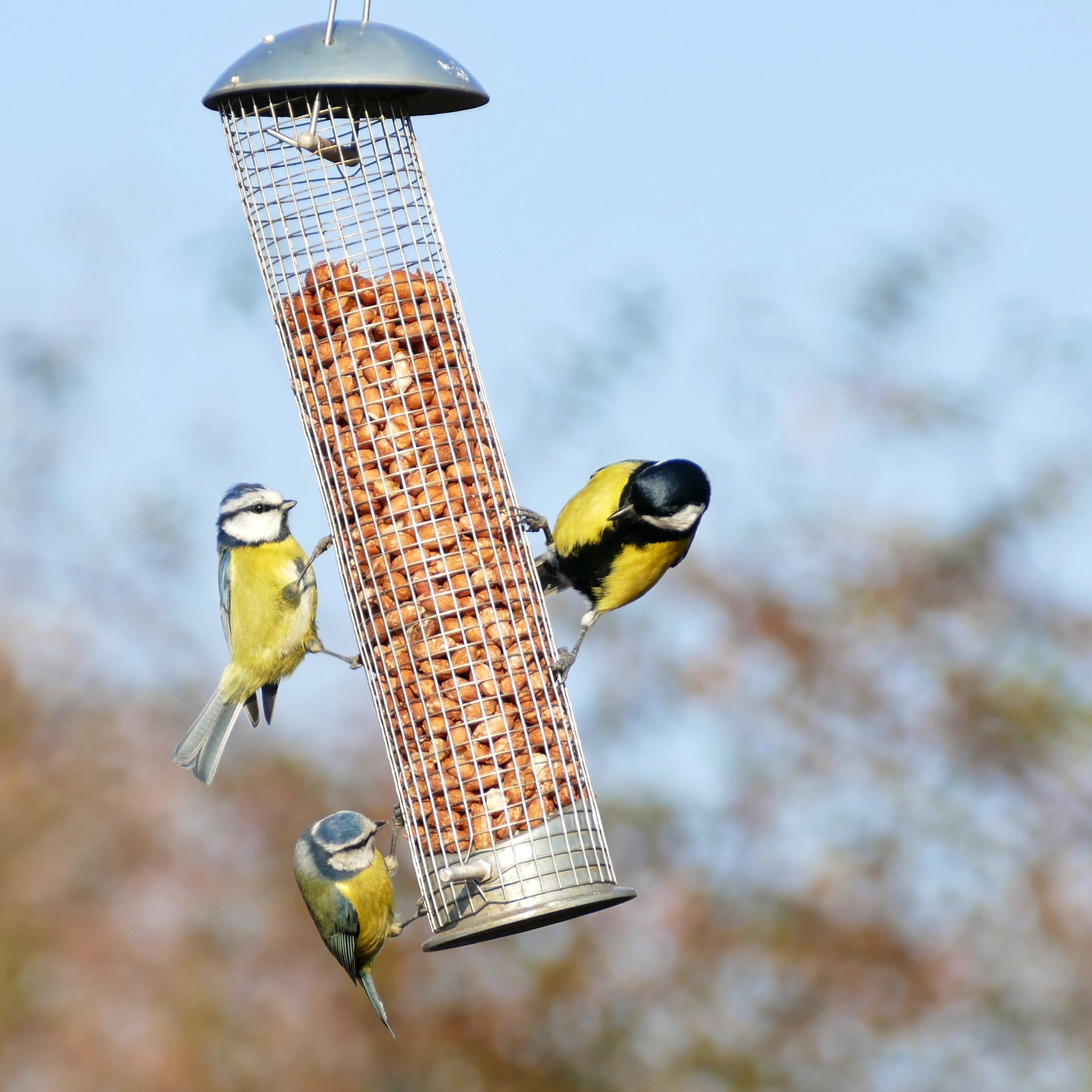 Fascinating Reasons Why You Should Have a Birdfeeder in Your Yard - Tutuhut